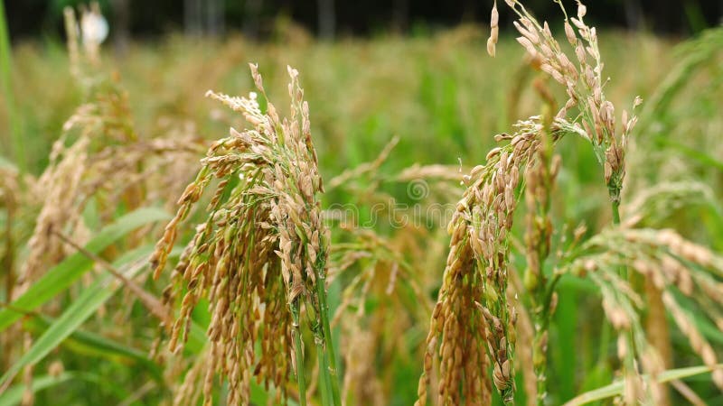 Beautiful Golden Rice Fields and Grains of Rice Stock Image - Image of ...
