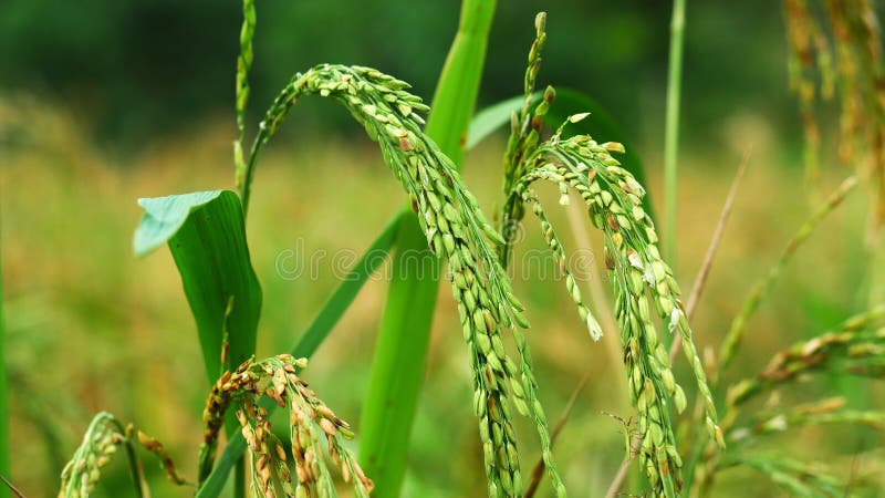 Beautiful Golden Rice Fields and Grains of Rice Stock Photo - Image of ...