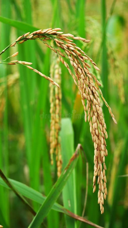 Beautiful Golden Rice Fields and Grains of Rice Stock Image - Image of ...