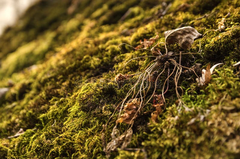 Beautiful Golden, Spring Moss with Foliage and Small Cones on the Rocks ...