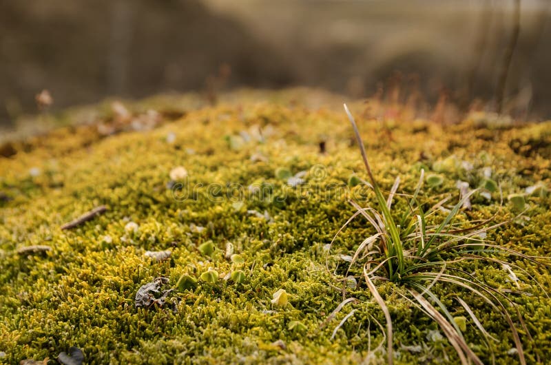 Beautiful Golden, Spring Moss with Foliage and Small Cones on the Rocks ...