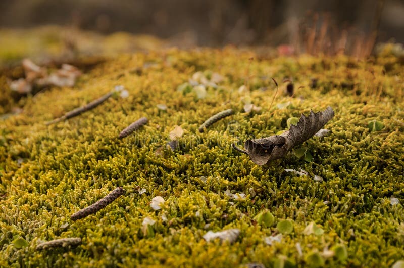Beautiful Golden, Spring Moss with Foliage and Small Cones on the Rocks ...