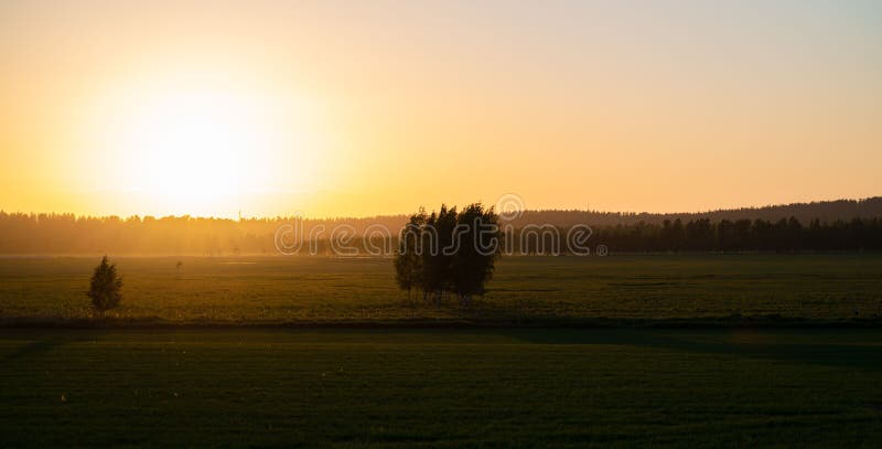 Beautiful Golden Sunset Over the Field with a Couple of Trees. Stock ...