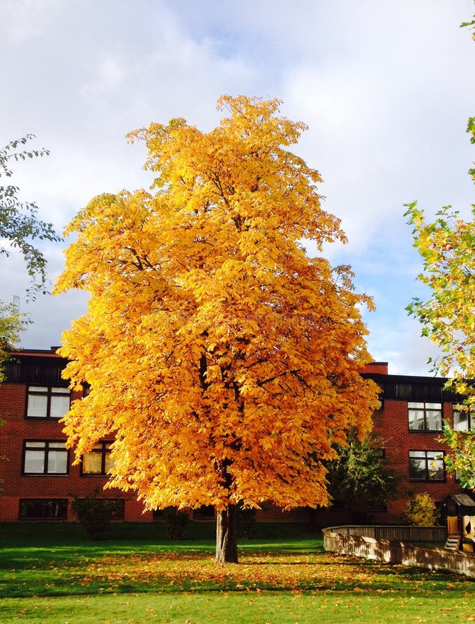 Beautiful golden tree stock image. Image of beautiful - 106048301