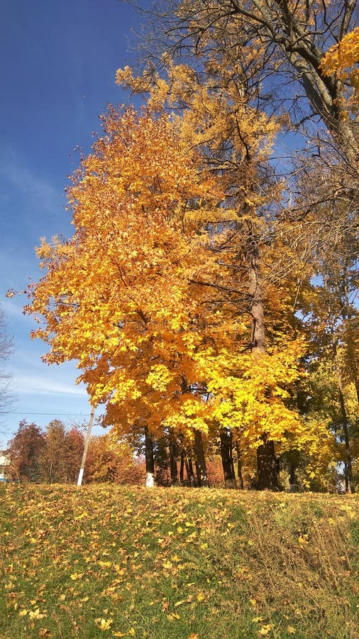 Beautiful golden trees stock photo. Image of yellow - 199802176