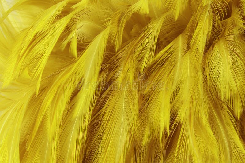 Golden Yellow Feathers Texture with High Resolution for Background and ...
