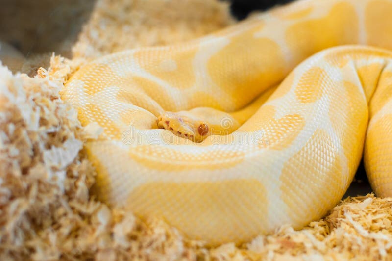 535 Golden Python Snake Stock Photos - Free & Royalty-Free Stock Photos ...