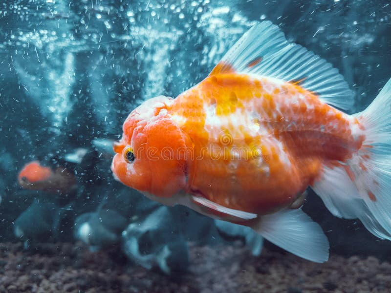 A Beautiful Goldfish in Aquarium Stock Photo - Image of goldfish ...