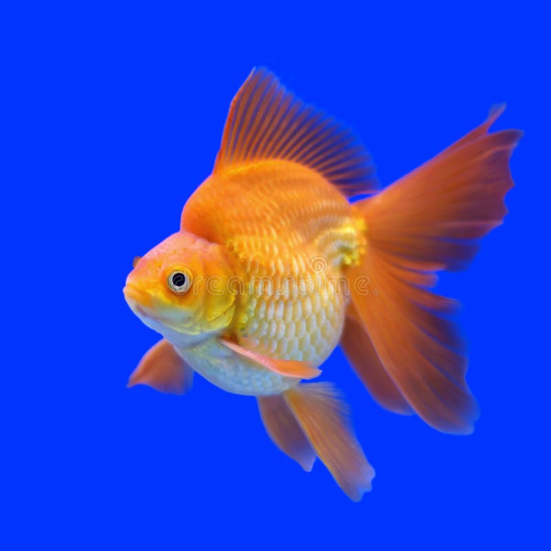Beautiful goldfish stock image. Image of aquarium, wildlife - 54328961