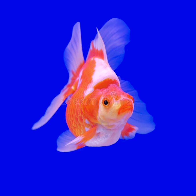 Beautiful goldfish stock image. Image of freedom, water - 47878141
