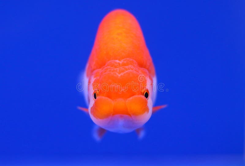 Beautiful Goldfish with Blue Background Stock Photo - Image of small ...