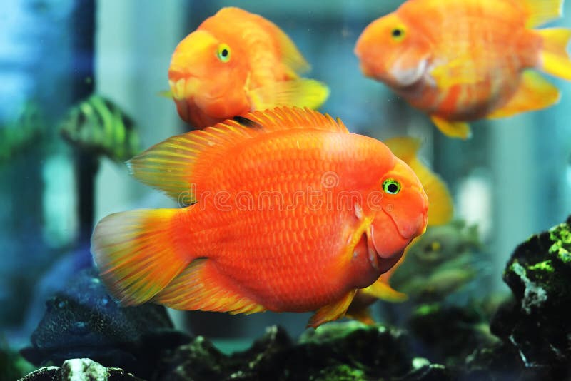 Beautiful goldfish stock image. Image of fishbowl, water - 81382365