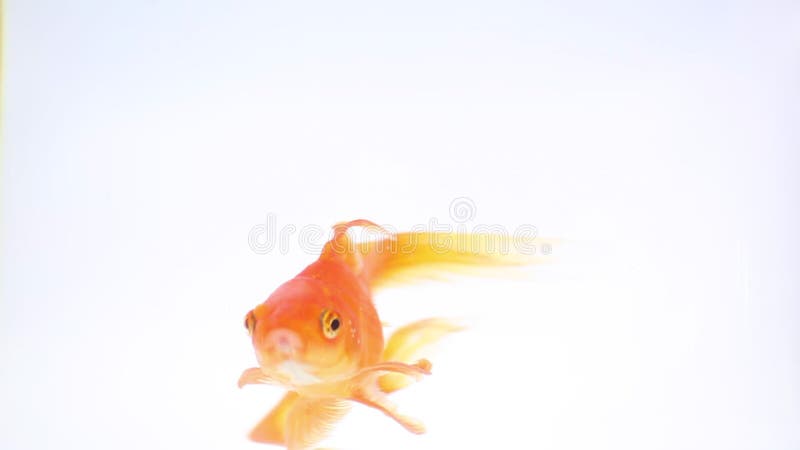 Goldfish Swimming from the Angle of Armpit and Back Stock Video - Video ...