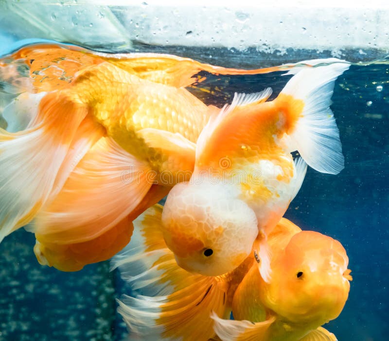Beautiful Goldfish Swimming in the Fish Tank Stock Photo - Image of ...