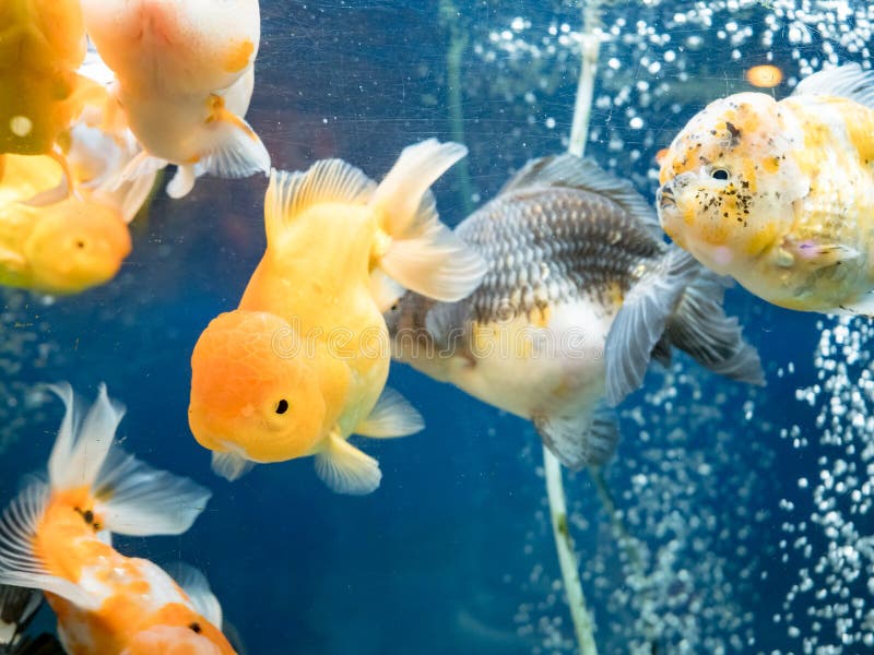Beautiful Goldfish Swimming in the Fish Tank Stock Photo - Image of ...