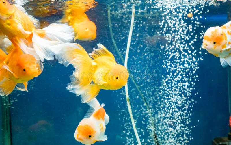 Beautiful Goldfish Swimming in the Fish Tank Stock Photo - Image of ...