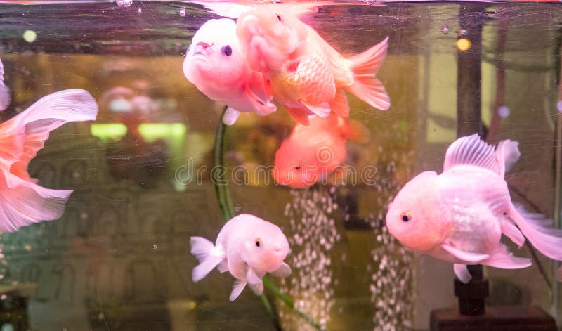 Beautiful Goldfish Swimming in the Fish Tank Stock Image - Image of ...