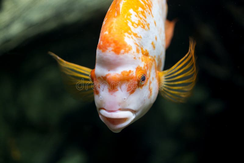 Goldfish portrait stock image. Image of texture, marine - 93603083