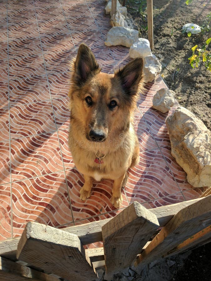 Beautiful goodbye stock image. Image of beach, animal - 84716987