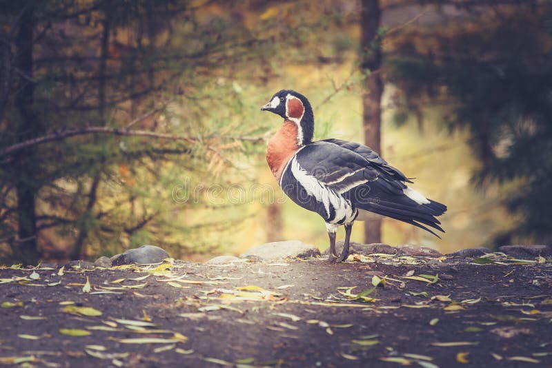 Beautiful goose stock photo. Image of goose, ornithology - 102055208