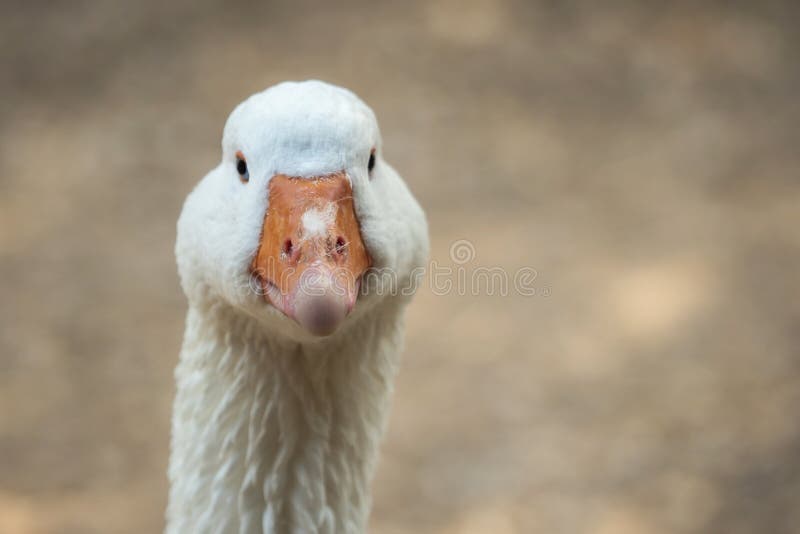 A Beautiful Goose Looks into the Camera Stock Photo - Image of life ...