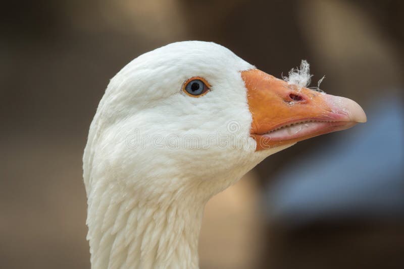 169 Beautiful White Goose Closeup Looking Camera Stock Photos - Free ...