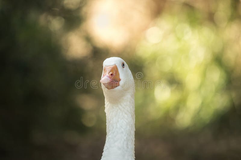 169 Beautiful White Goose Closeup Looking Camera Stock Photos - Free ...