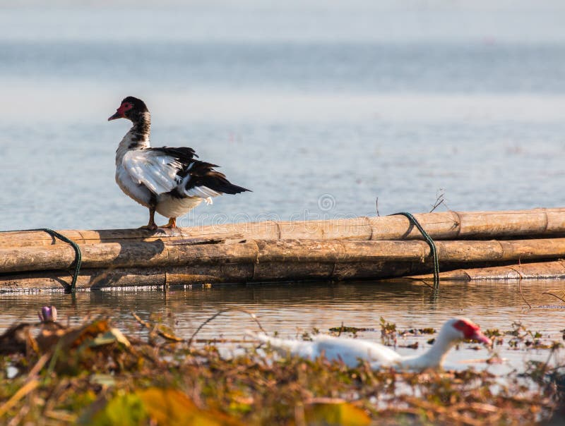 Beautiful Goose stock photo. Image of wildlife, geese - 90520392