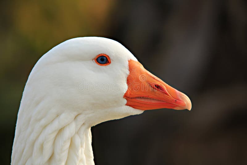Beautiful Goose Portrait stock photo. Image of goose - 12613816