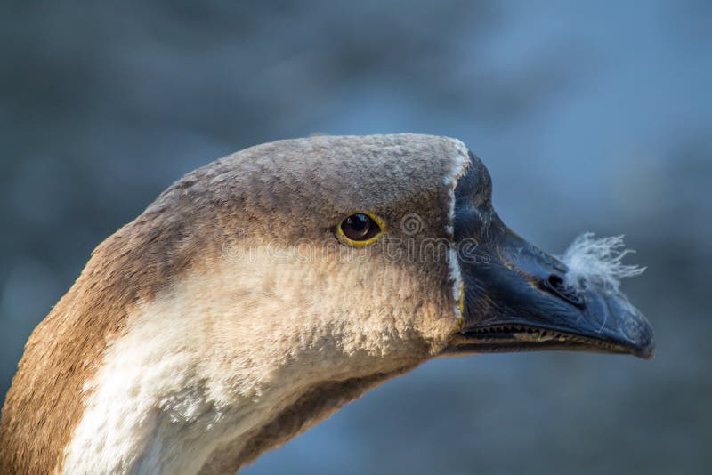 Beautiful Goose Posing To the Camera Stock Image - Image of head ...