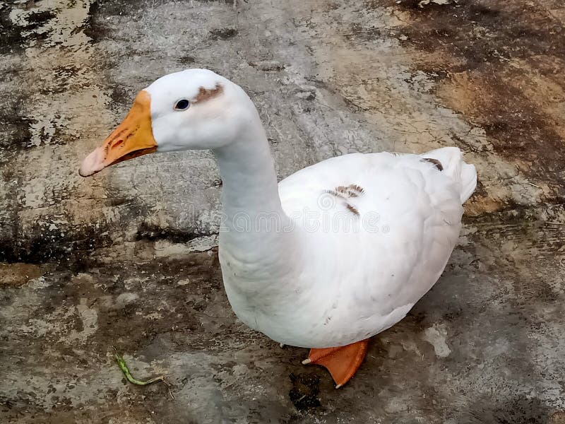 Beautiful Goose Walking Around in a Pond Image India Stock Photo ...