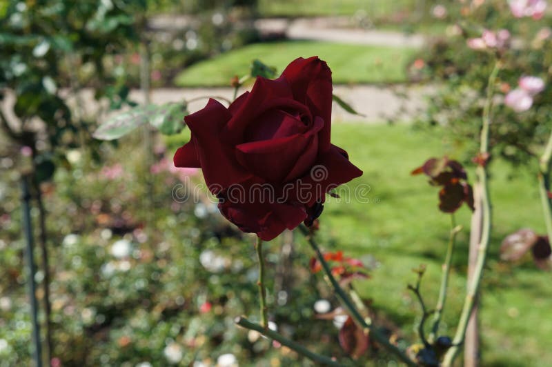 Beautiful Dark Red Rose in Bloom. Shallow Depth of Field, Selective ...