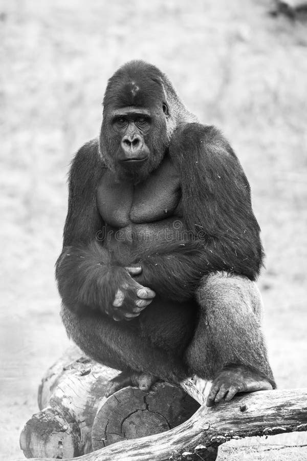 Gorilla, silver back stock photo. Image of nature, back - 123871194