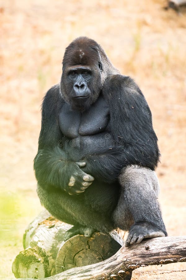 Gorilla, silver back stock photo. Image of strong, nature - 123871202