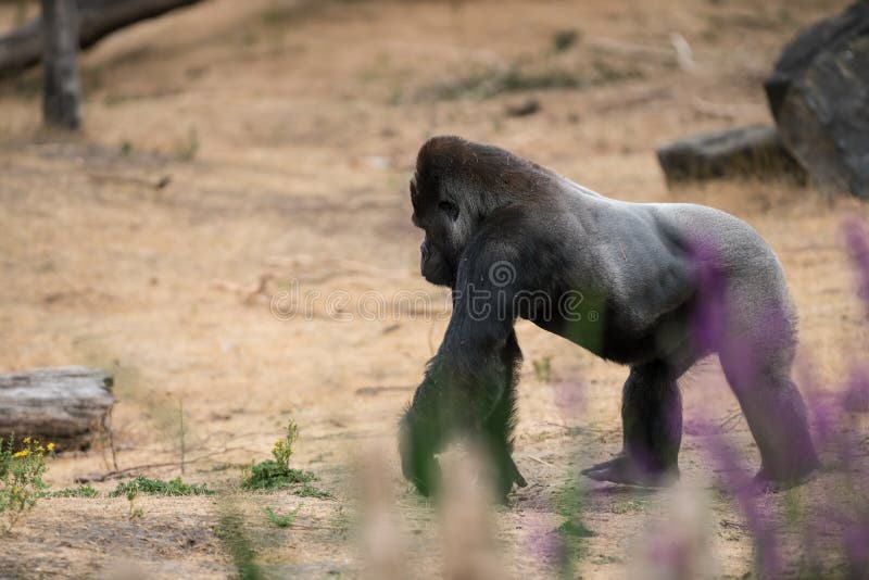 Gorilla, silver back stock image. Image of silverback - 123871213