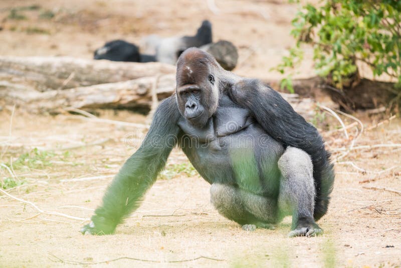 Gorilla, silver back stock photo. Image of forest, silver - 123871216