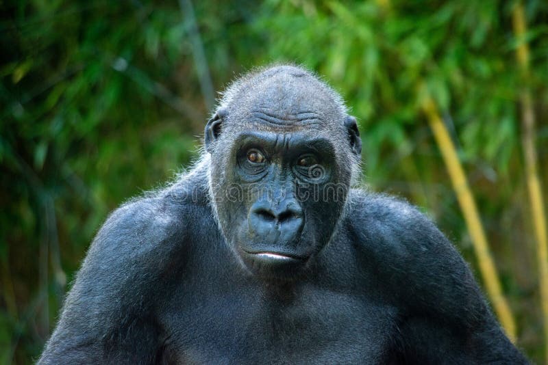 Beautiful Gorilla with a Fascinating Intelligent Expression Stock Photo ...