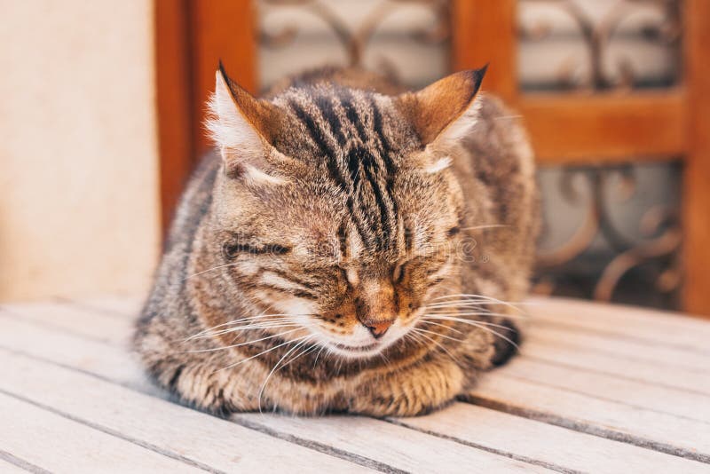Beautiful Graceful Cat Peacefully Napping on the Table Stock Image ...