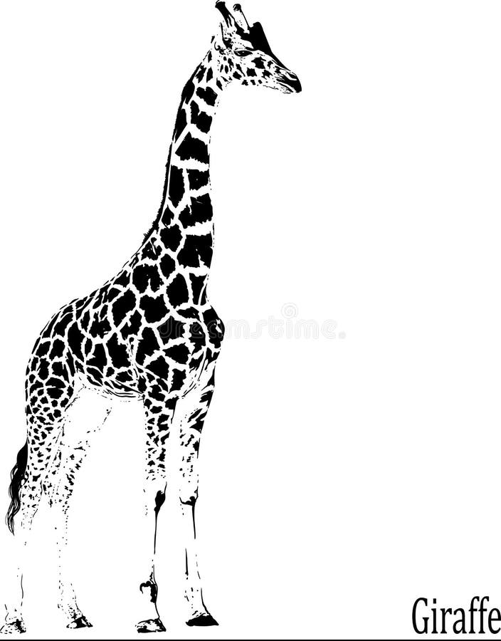 Giraffe Neck Pattern Stock