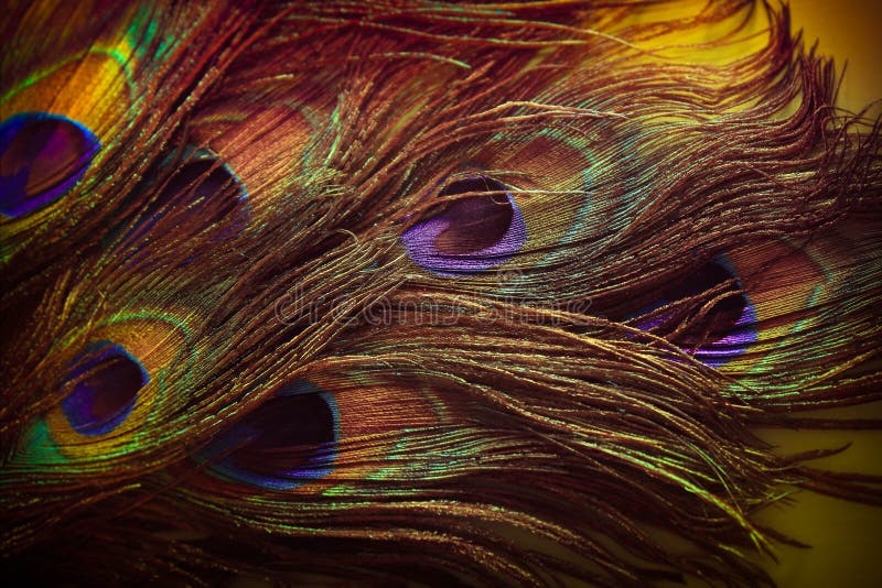 Beautiful Gradient Peacock Feathers Stock Photo - Image of bird, nature ...