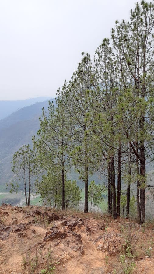 Beautiful Grading Size of Pine Trees Stock Photo - Image of grading ...