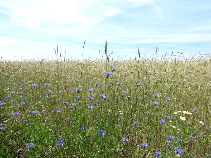 Rye Field , Cornflowers and Beautiful Blue Sky, Lithuania Stock Image ...