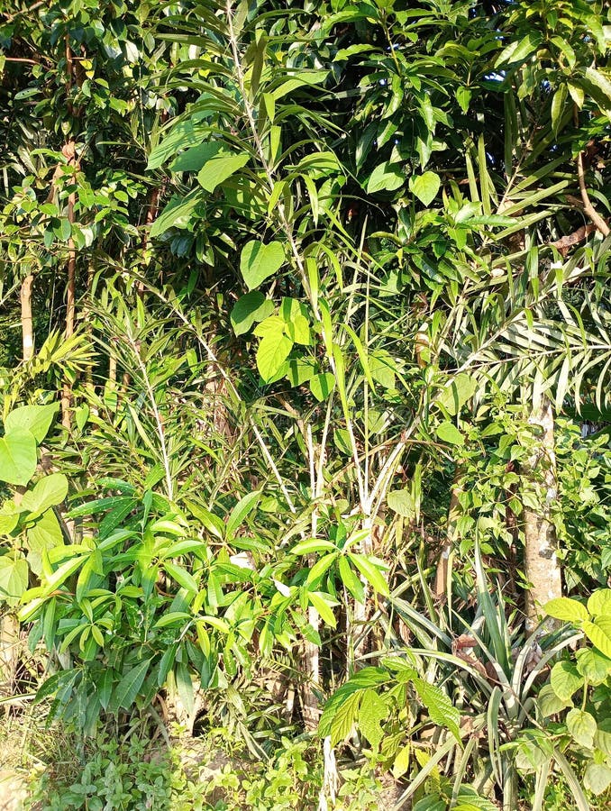 A Beautiful Grameen Natural View. Stock Image - Image of produce ...