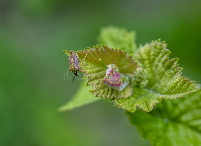 Beautiful Grape Bug on a Young Vine Shoot Close-up on a Blurred Green ...