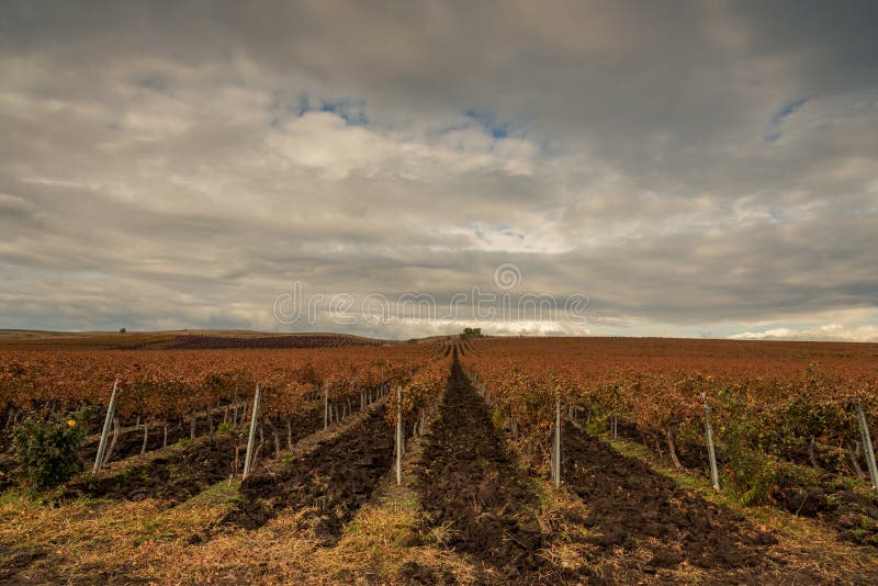 Beautiful grape field. stock photo. Image of morning - 103567208