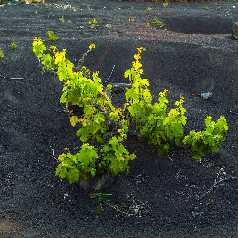 Beautiful Grape Plants Grow on Stock Photo - Image of grow, island ...