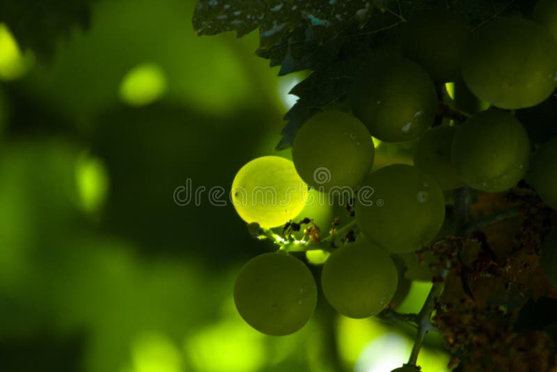 Grape Illuminated by the Sun Surrounded by a Bunch of Grapes from a ...