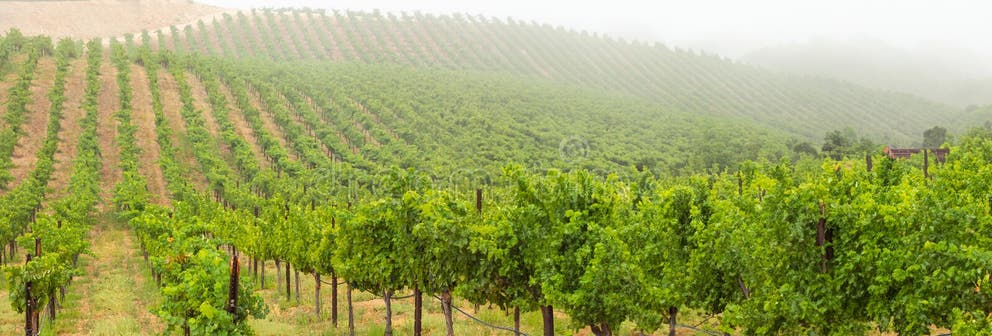 Misty Beautiful Grape Vineyard Landscape Banner Stock Image - Image of ...