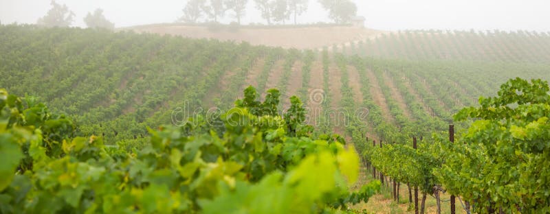 Green Beautiful Grape Vineyard Landscape Banner Stock Photo - Image of ...