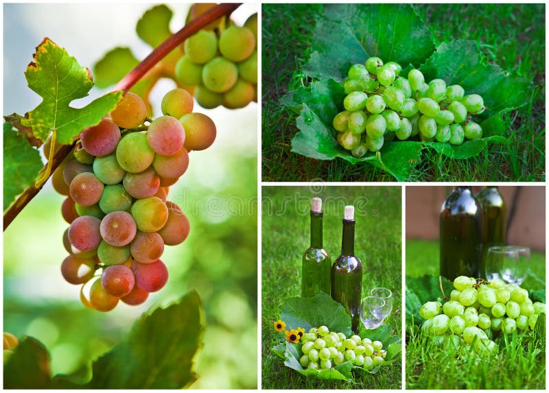 Wine.Beautiful Grapes Collage Stock Image - Image of field, growing ...